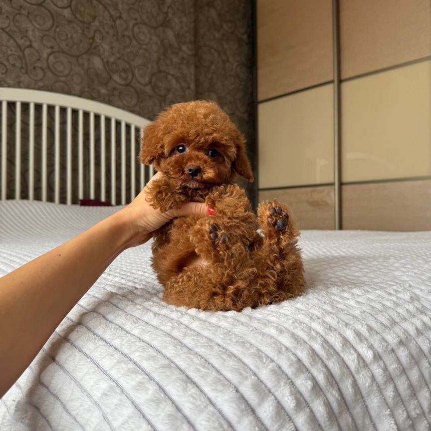 Той-пудель, щенок