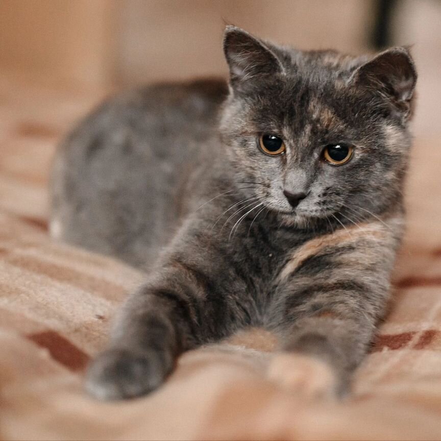 Кошечка ищет дом