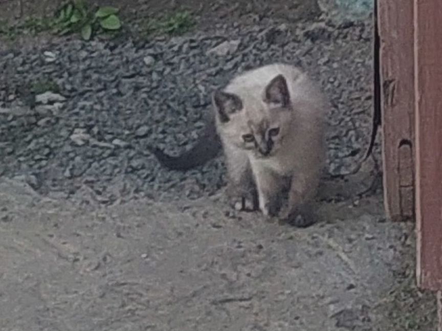 Сиамские котята