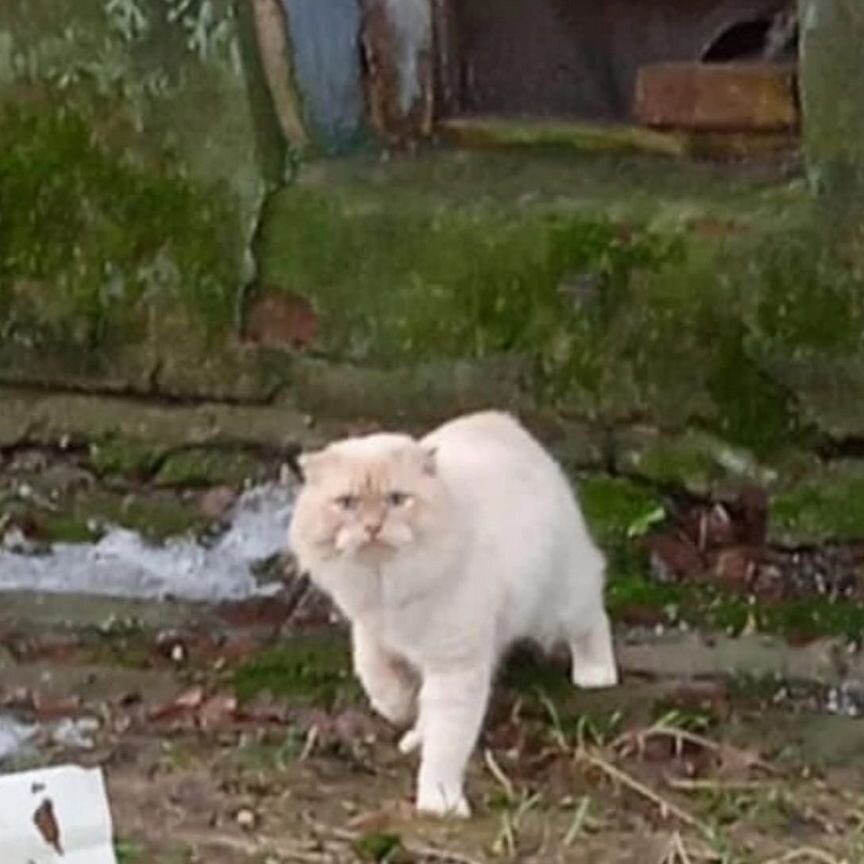 Котик. Малыш остался без дома