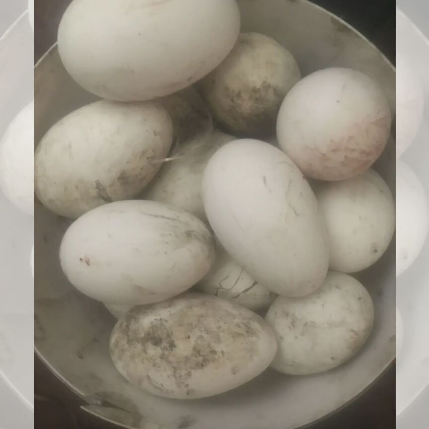 Яйца гусиные породы Линда для инкубации