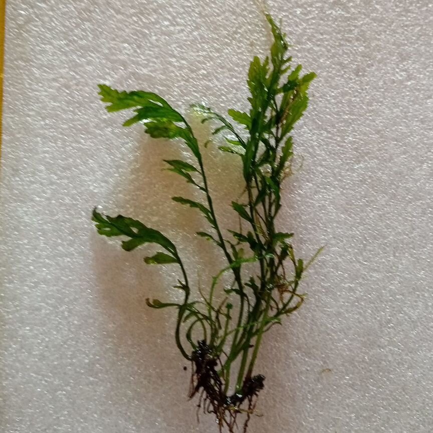 Папоротник Болбитис геделоти (bolbitis heudelotii)