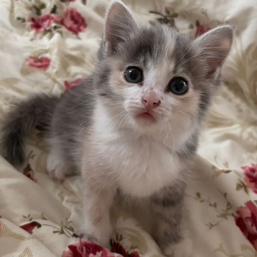 Котёнок в добрые руки