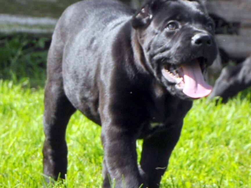 Кане корсо.Возраст/пол/окрас - разный