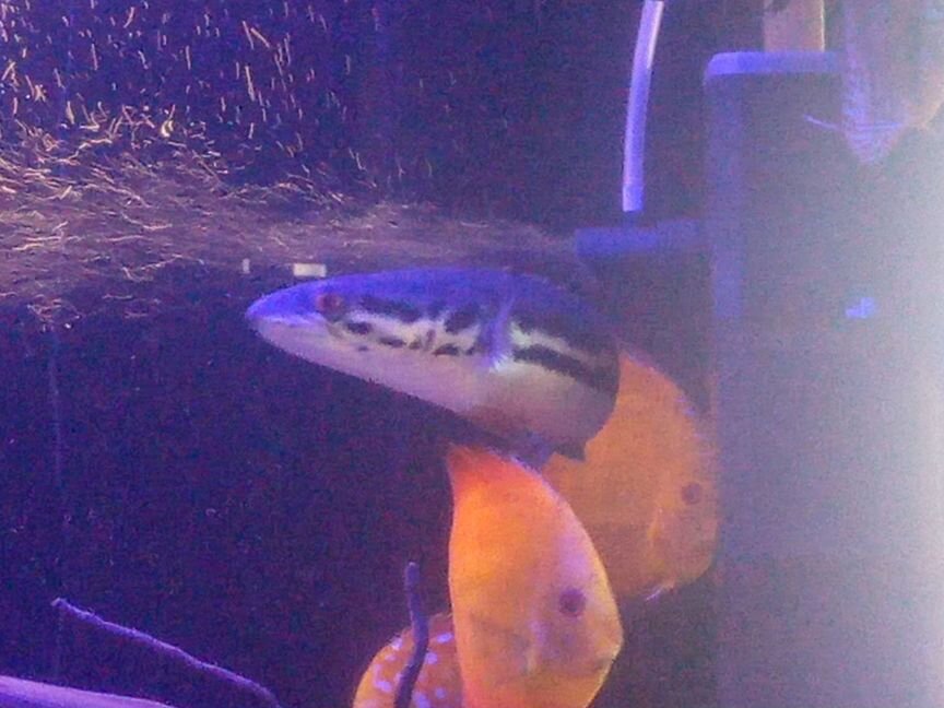 Продам змееголова