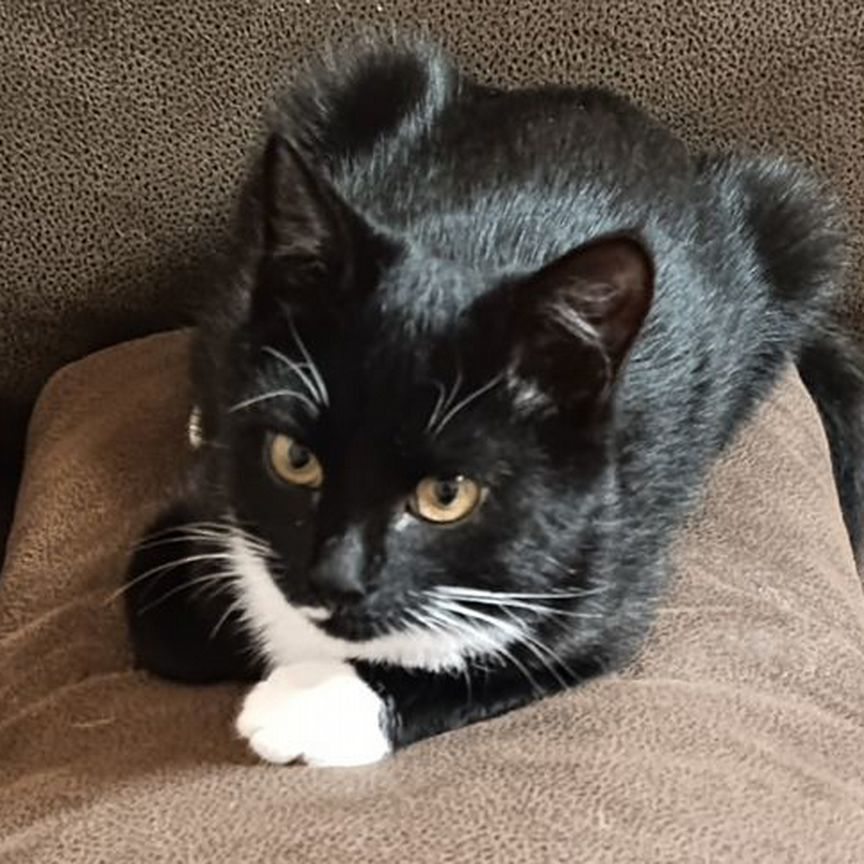 Взрослый кот в добрые руки