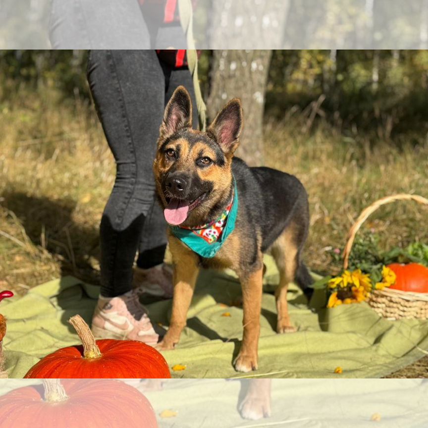 Взрослая собака в добрые руки