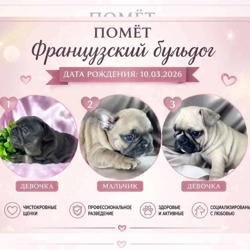 Французский бульдог, щенок