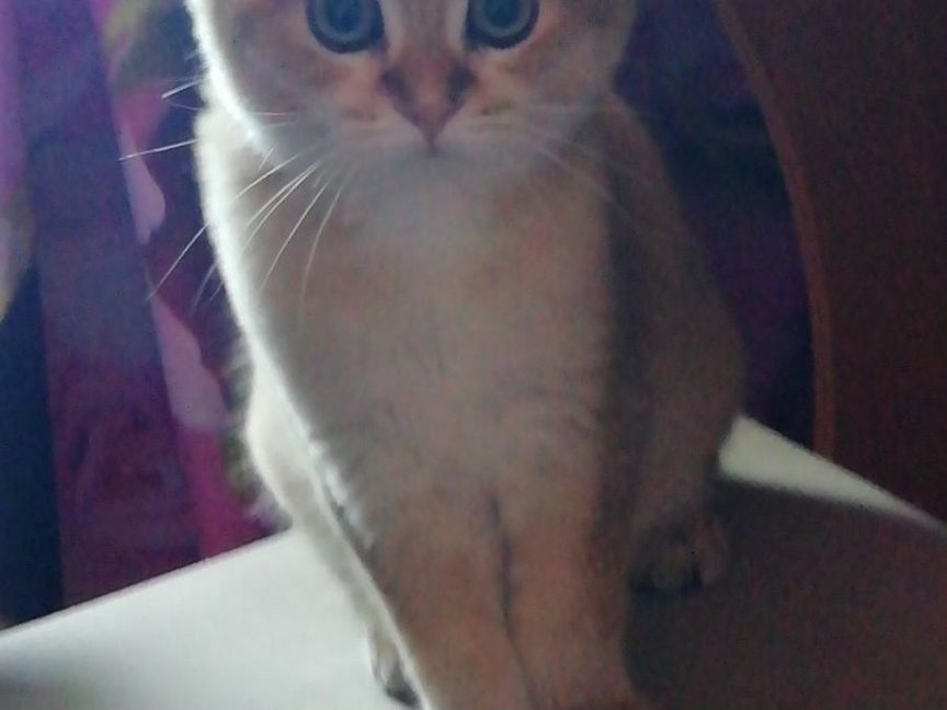 Кошка