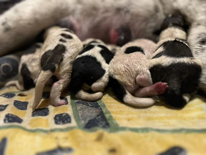 Щенки сао Алабаи Туркмены