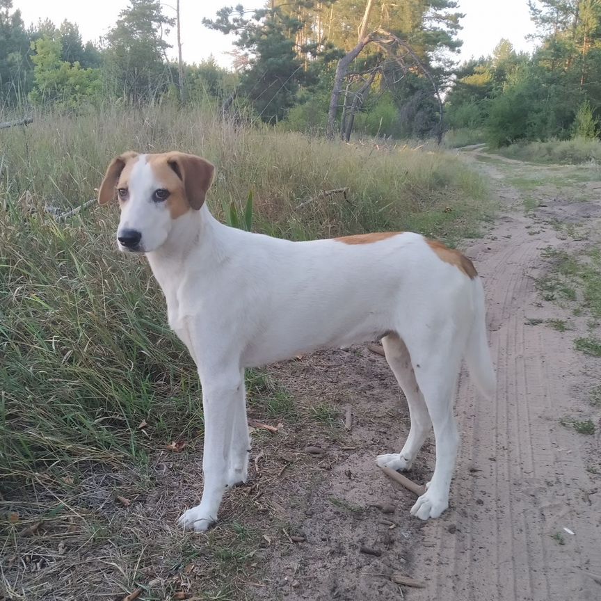 Самый милый песик, истриец, красавец