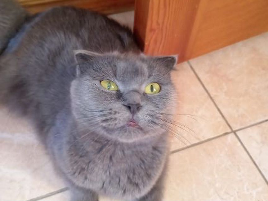Кошка шотландка