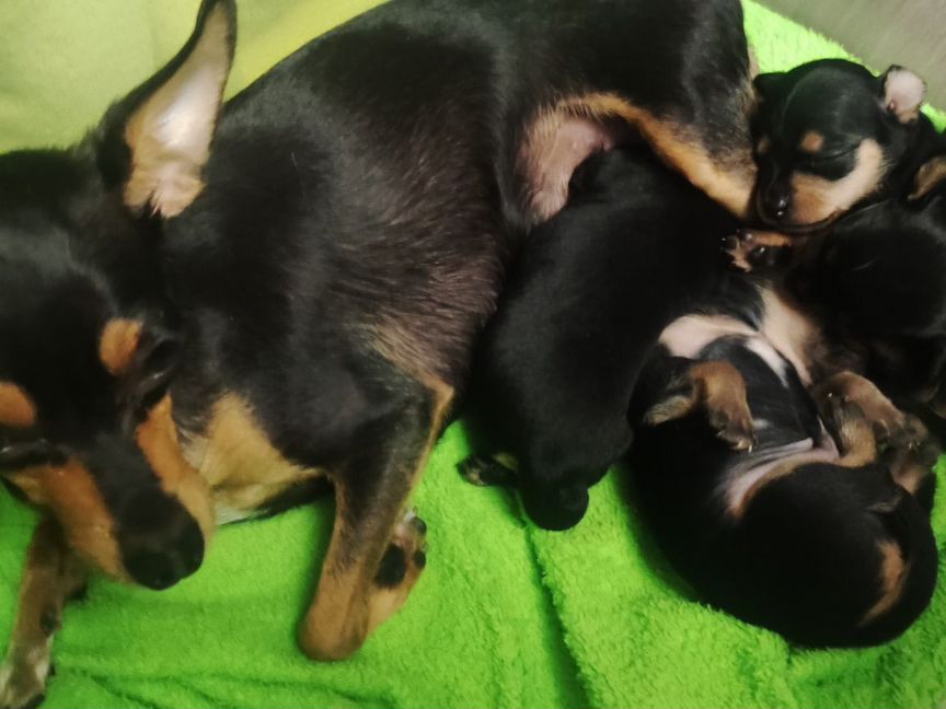 Той-терьер щенки