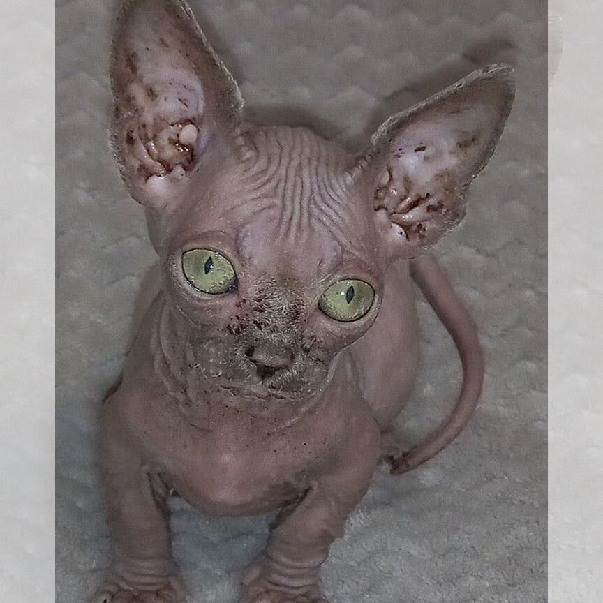 Бамбино кошка