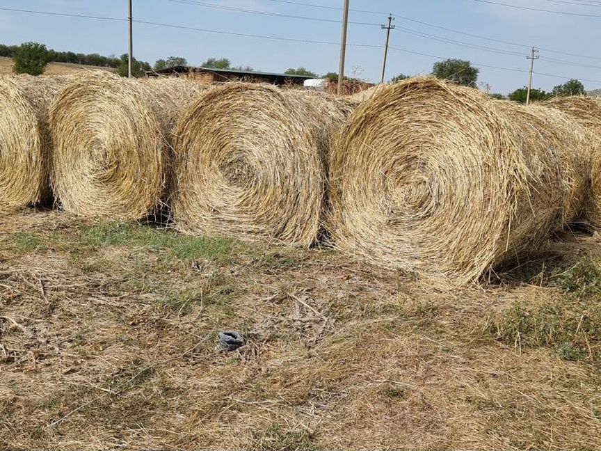 Суданка сено в рулонах