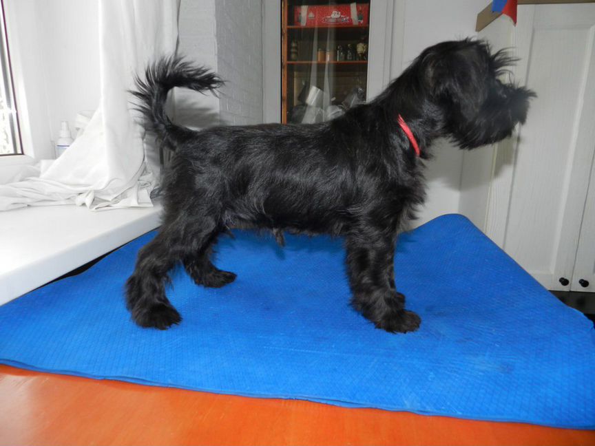 Цвергшнауцер щенки