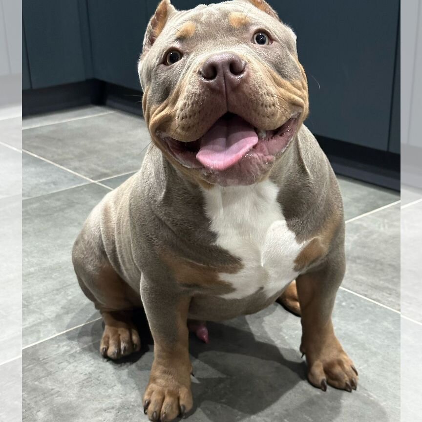 Американский булли, вязка