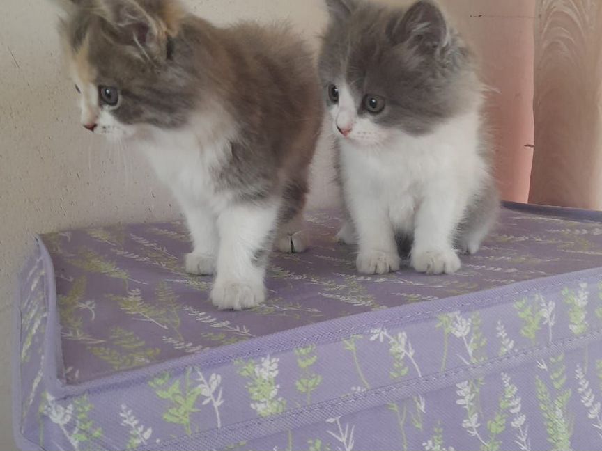 Кошки в добрые руки бесплатно