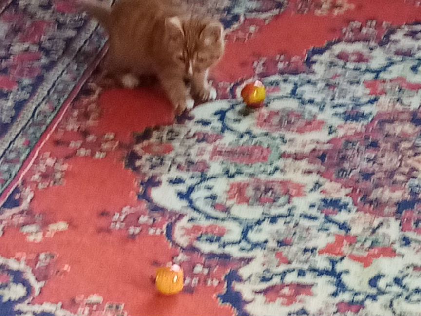 Рыжий котенок