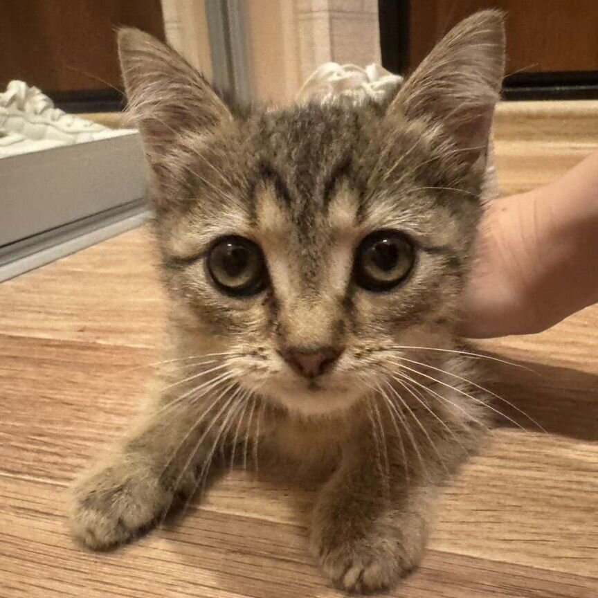 Котята