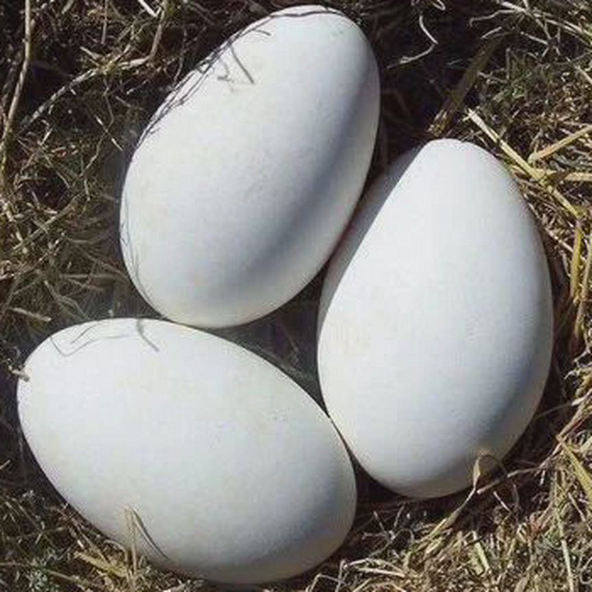 Яйца