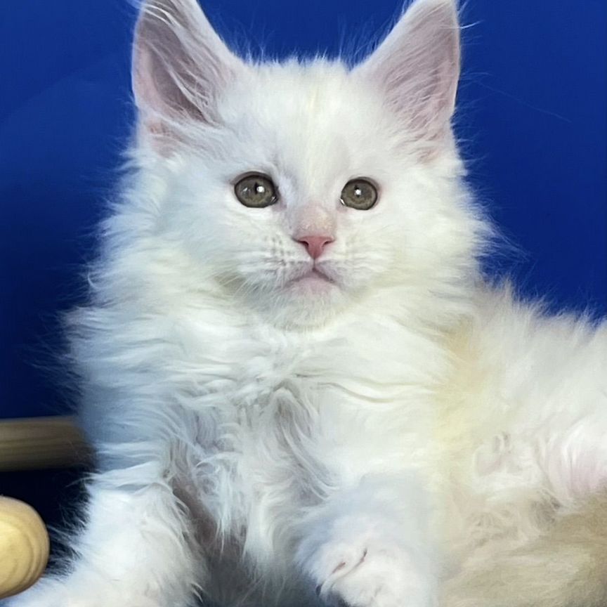 Мейн кун котик