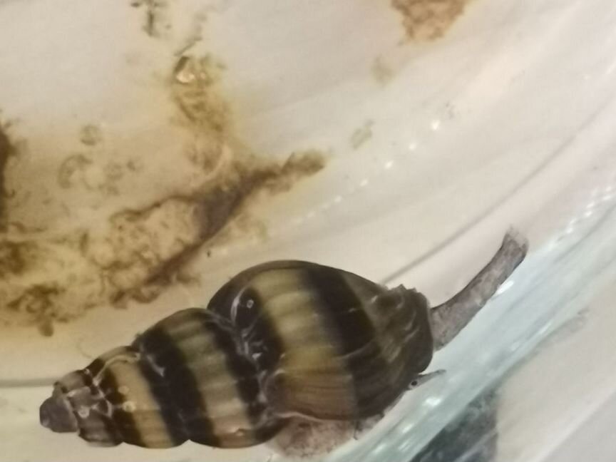 Улитка хелена, хищная