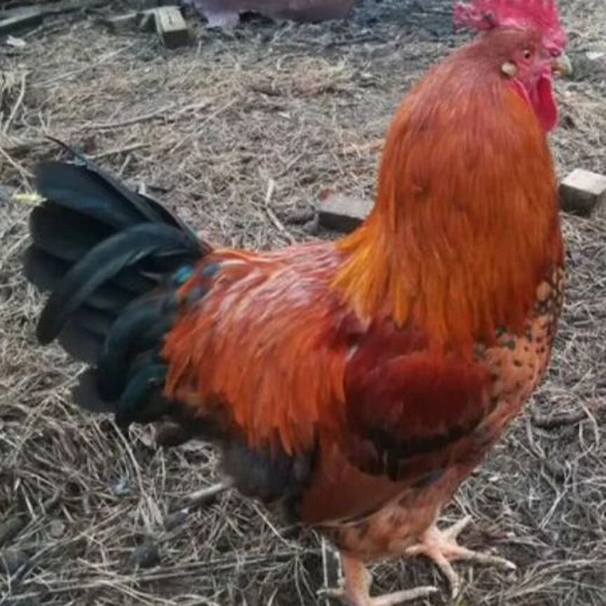 Петушки кучинские