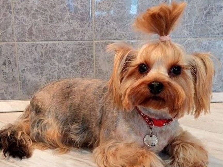 В добрые ручки