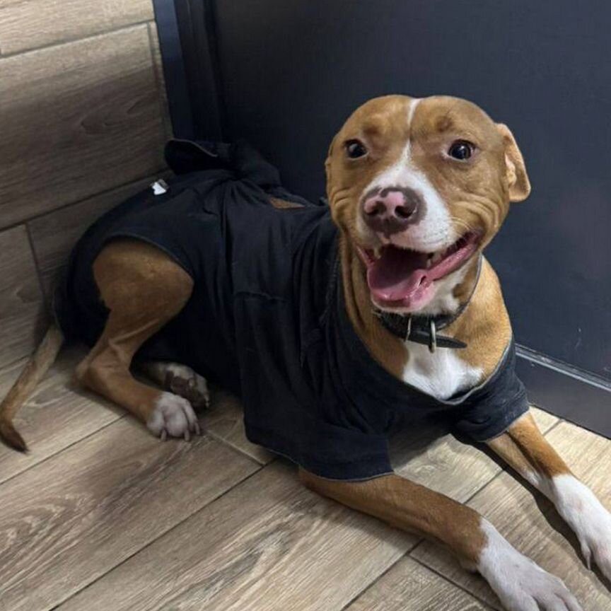 Американский питбультерьер, взрослая собака