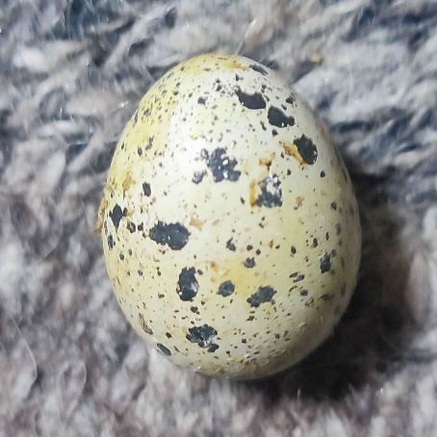 Яйцо куриное и перепелиное