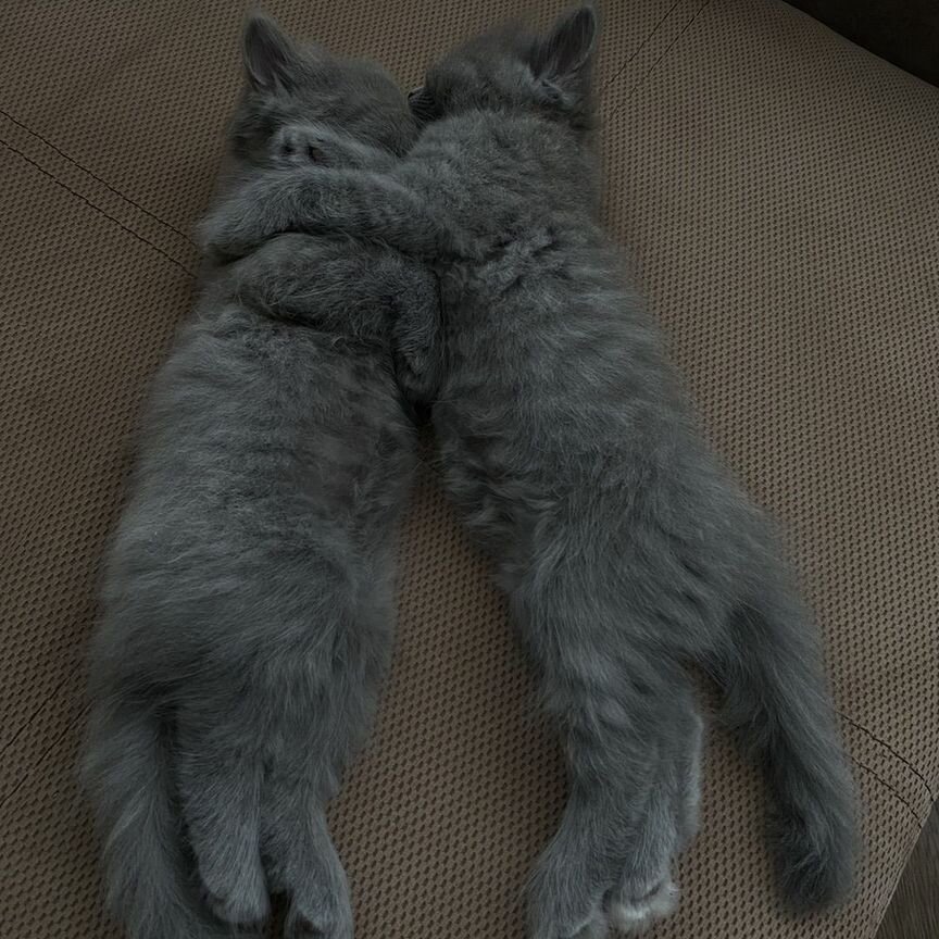 Британские котята шиншилла