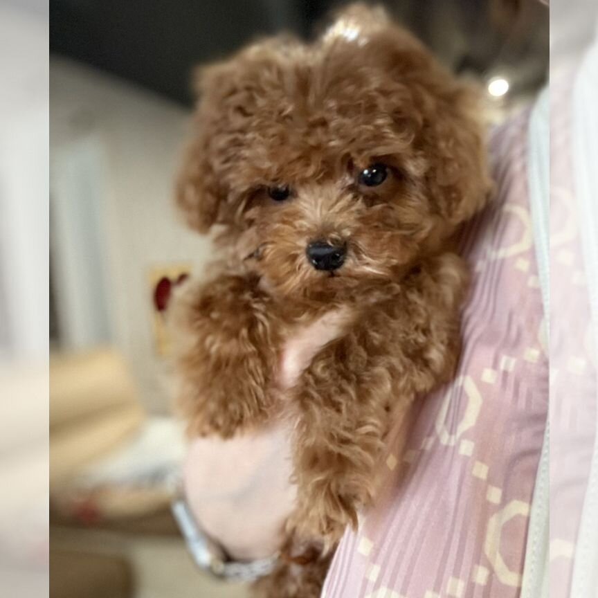 Той-пудель, щенок