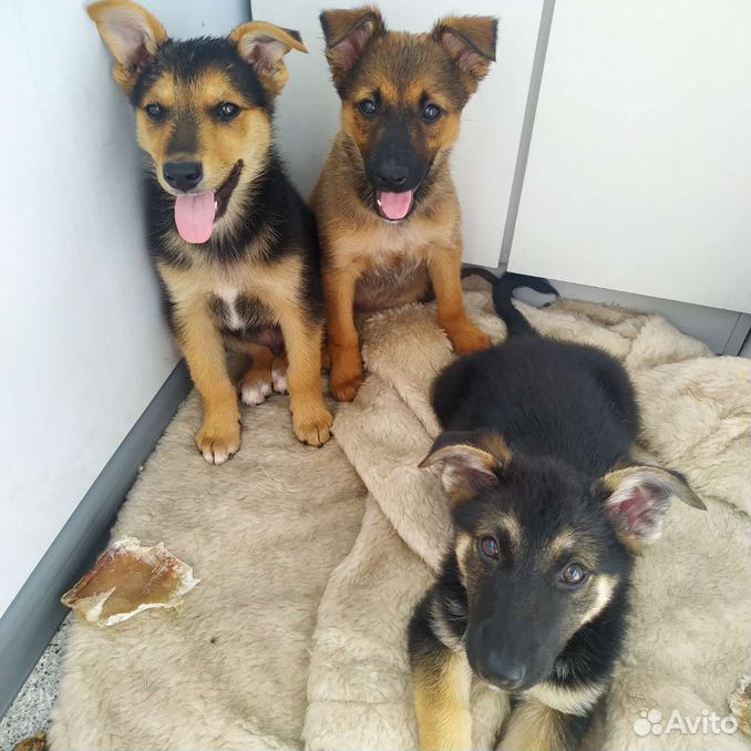 Щенки дворняжки мальчики и девочка