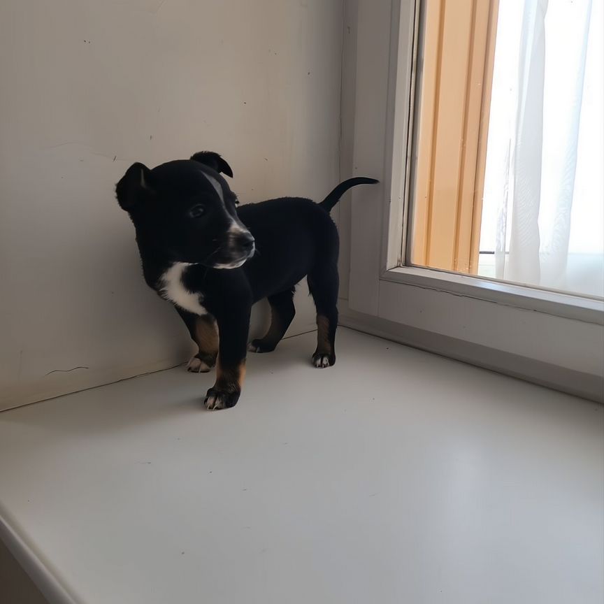 Щенок в добрые руки