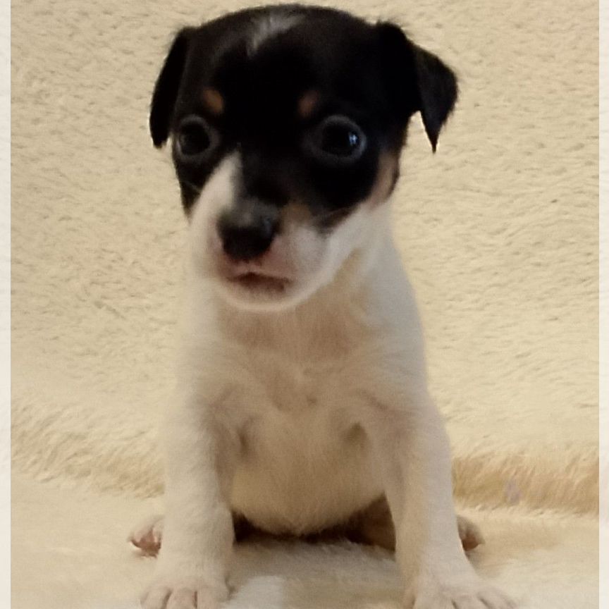 Джек-рассел-терьер, щенок