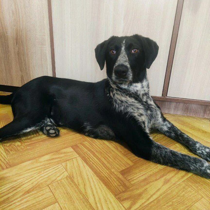 Собака в добрые руки