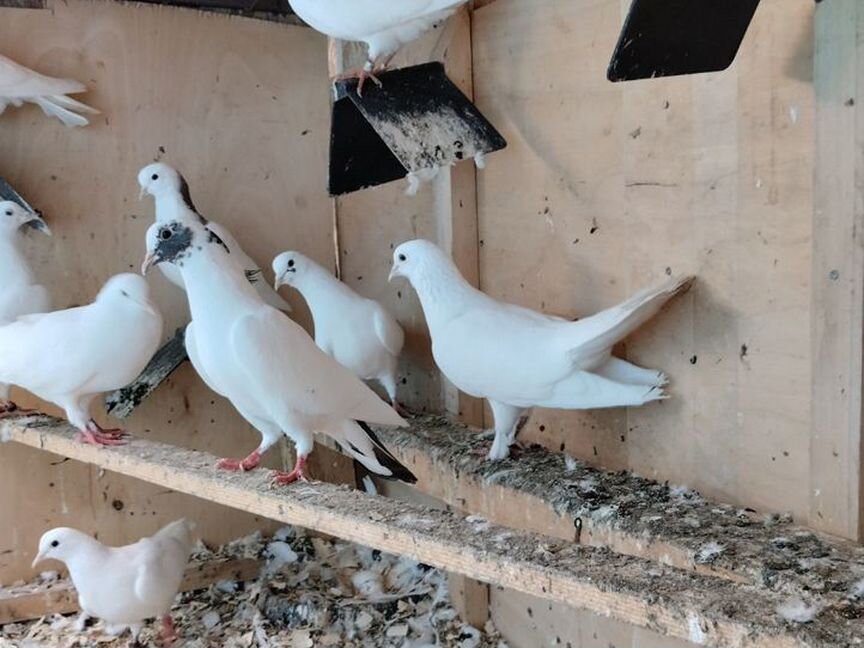 Бакинские бойные голубь