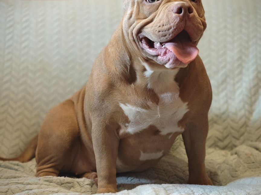 Американский булли девочка