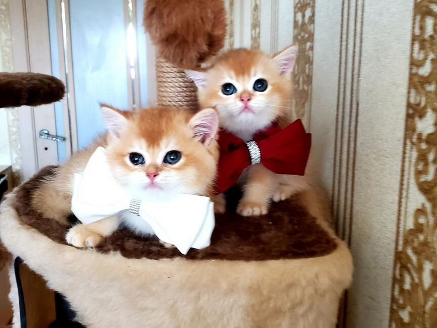 Золотая шиншилла,котики пу12