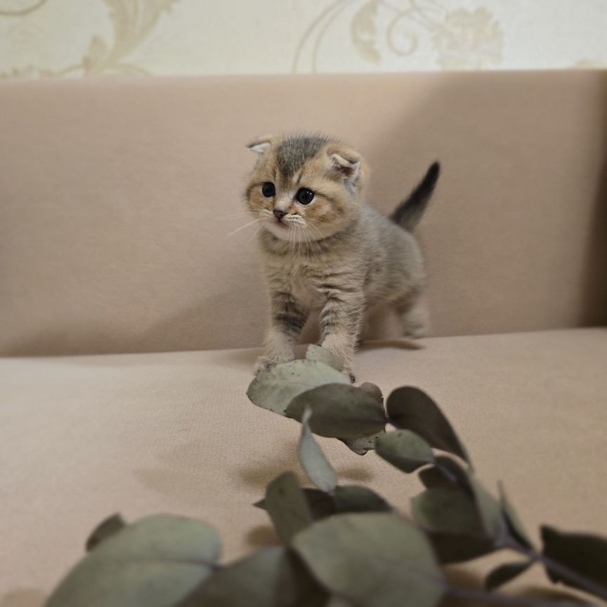 Шотландский котёнок