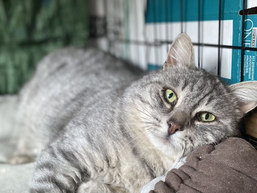 Котик