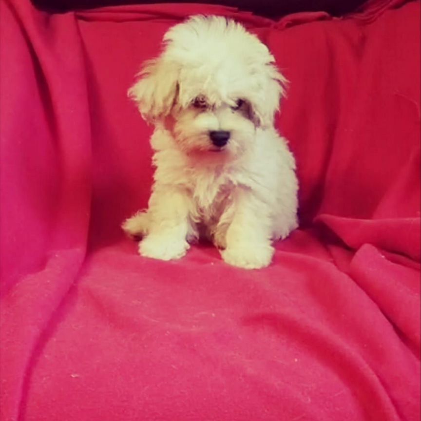 Детки мальтипу