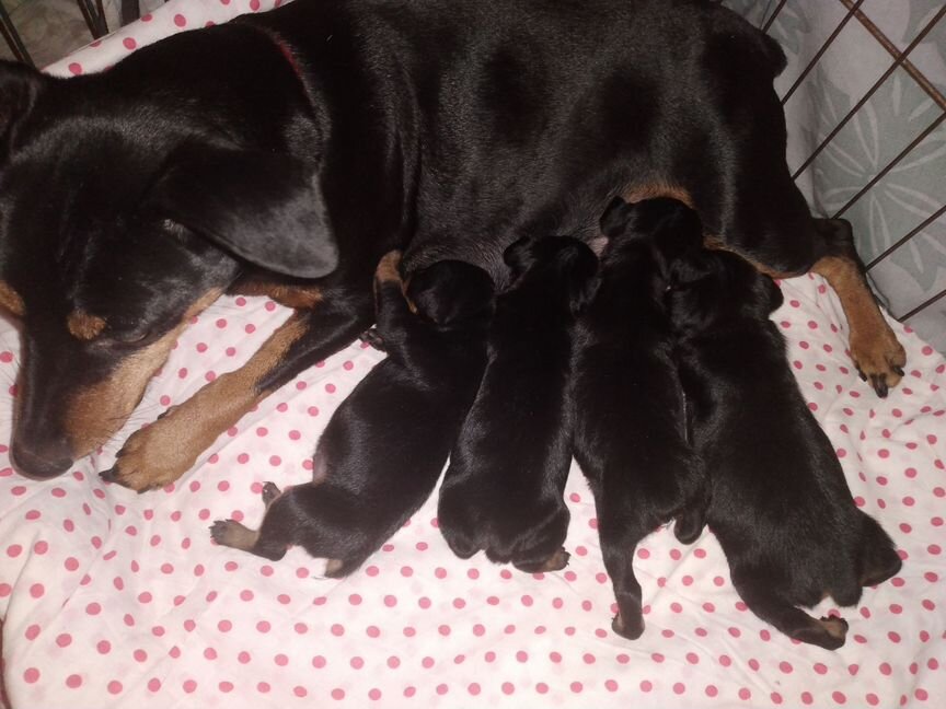 Щенки цвергпинчера