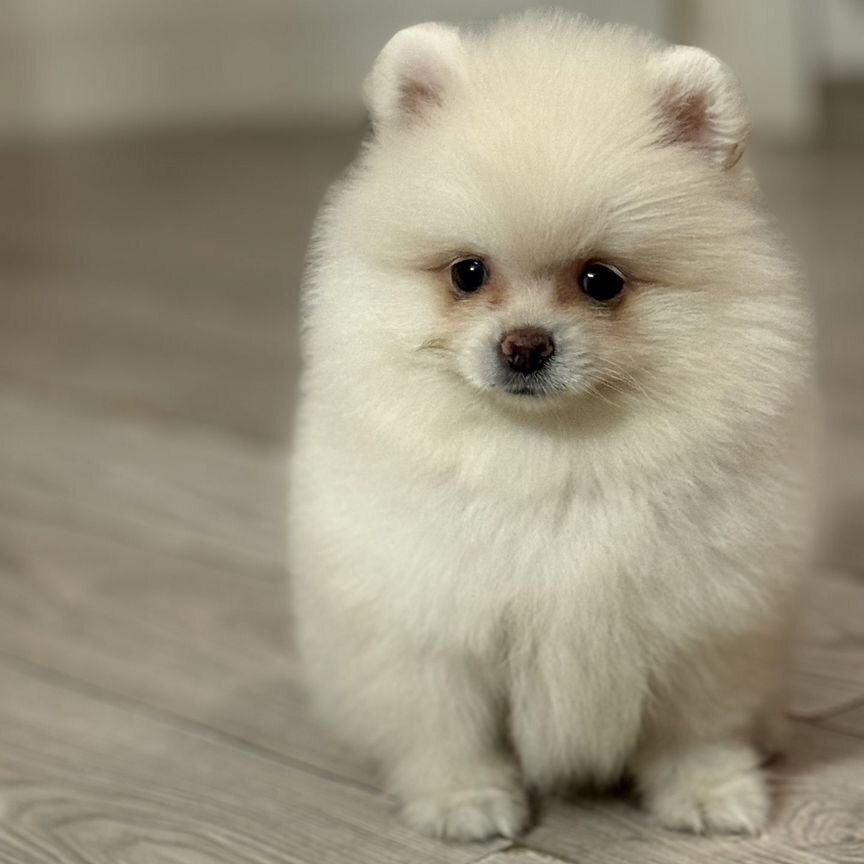 Померанский шпиц, щенок