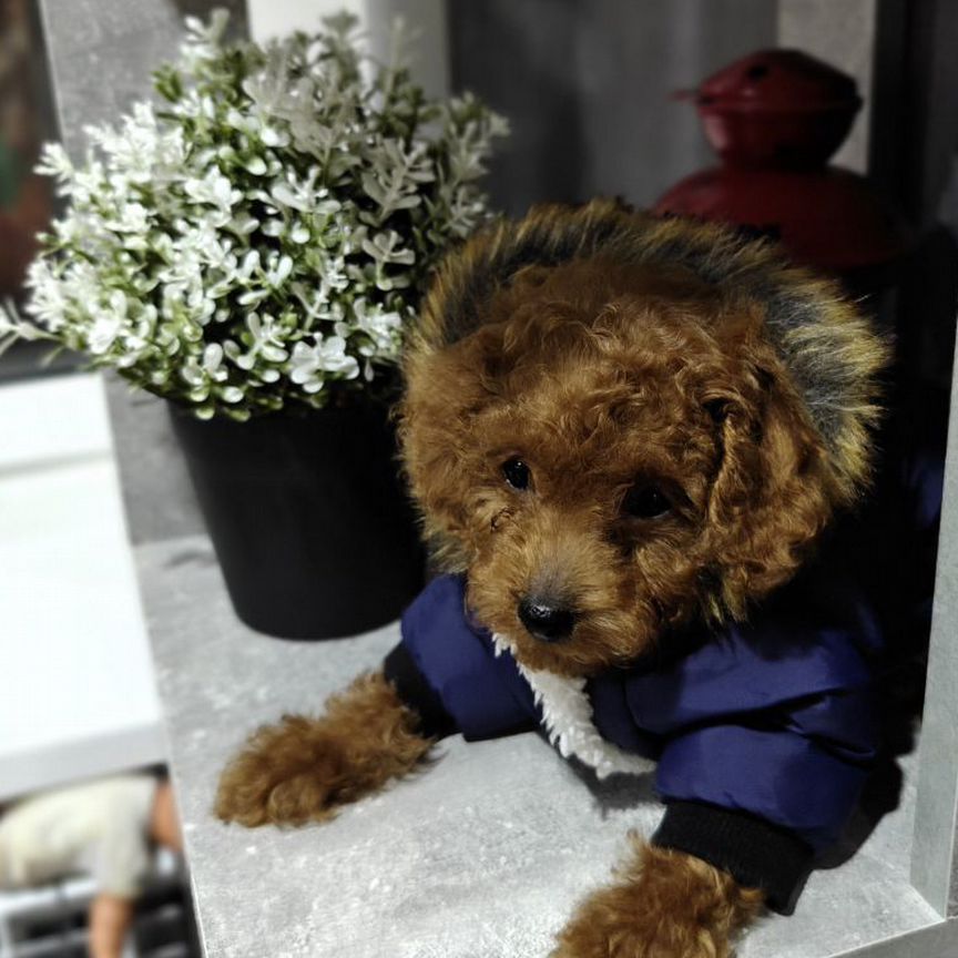 Той-пудель, щенок