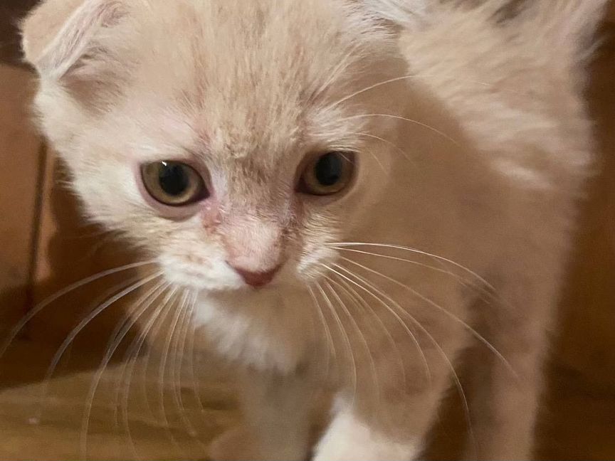 Шотландскте котята