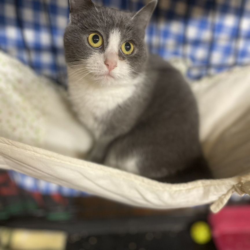 Котеночек в добрые руки