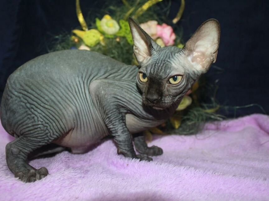 Котик Канада