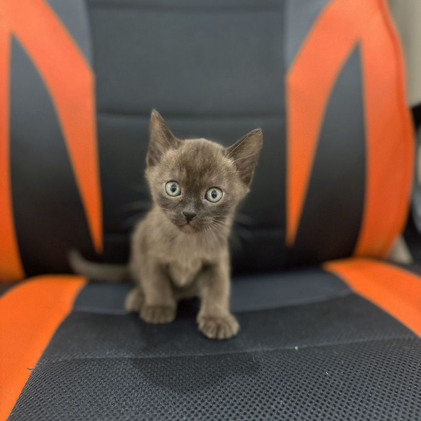 Бурманские котята